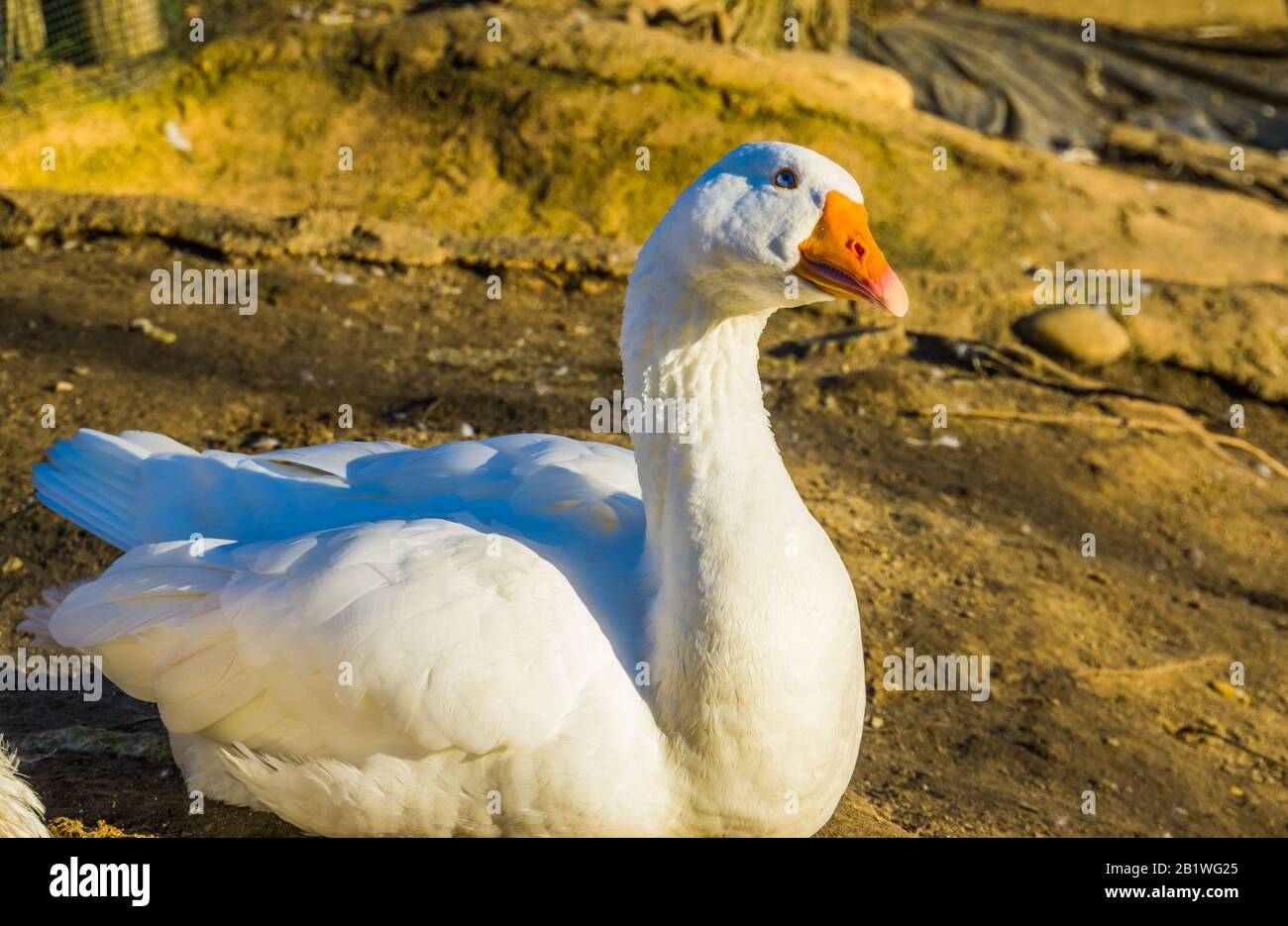 closeup portrait of a white domestic goose, popular farm animal ...