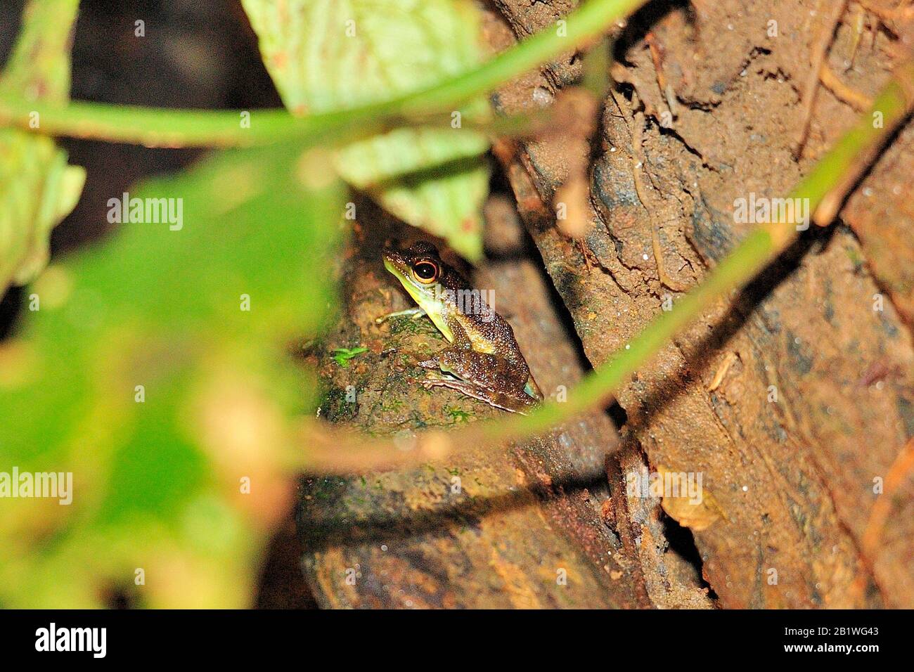 Green Flying Frog High Resolution Stock Photography and Images - Alamy