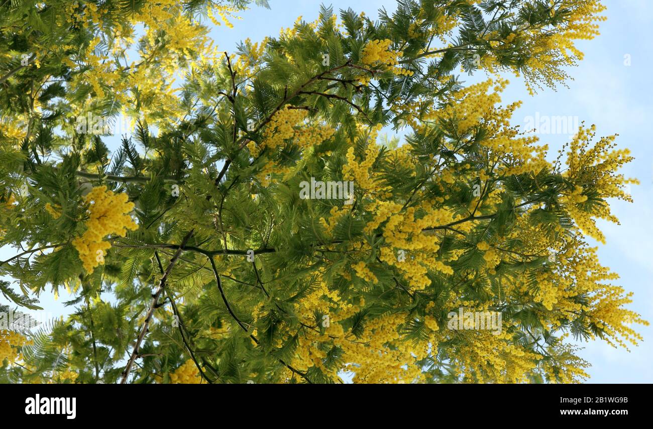 Branches of mimosa hi-res stock photography and images - Alamy