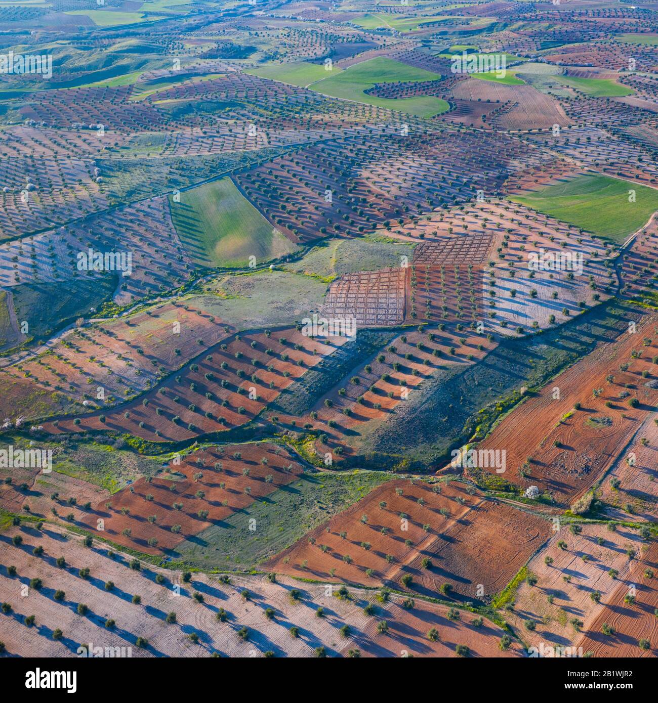 Olive tree olea europaea fields hi-res stock photography and images - Alamy