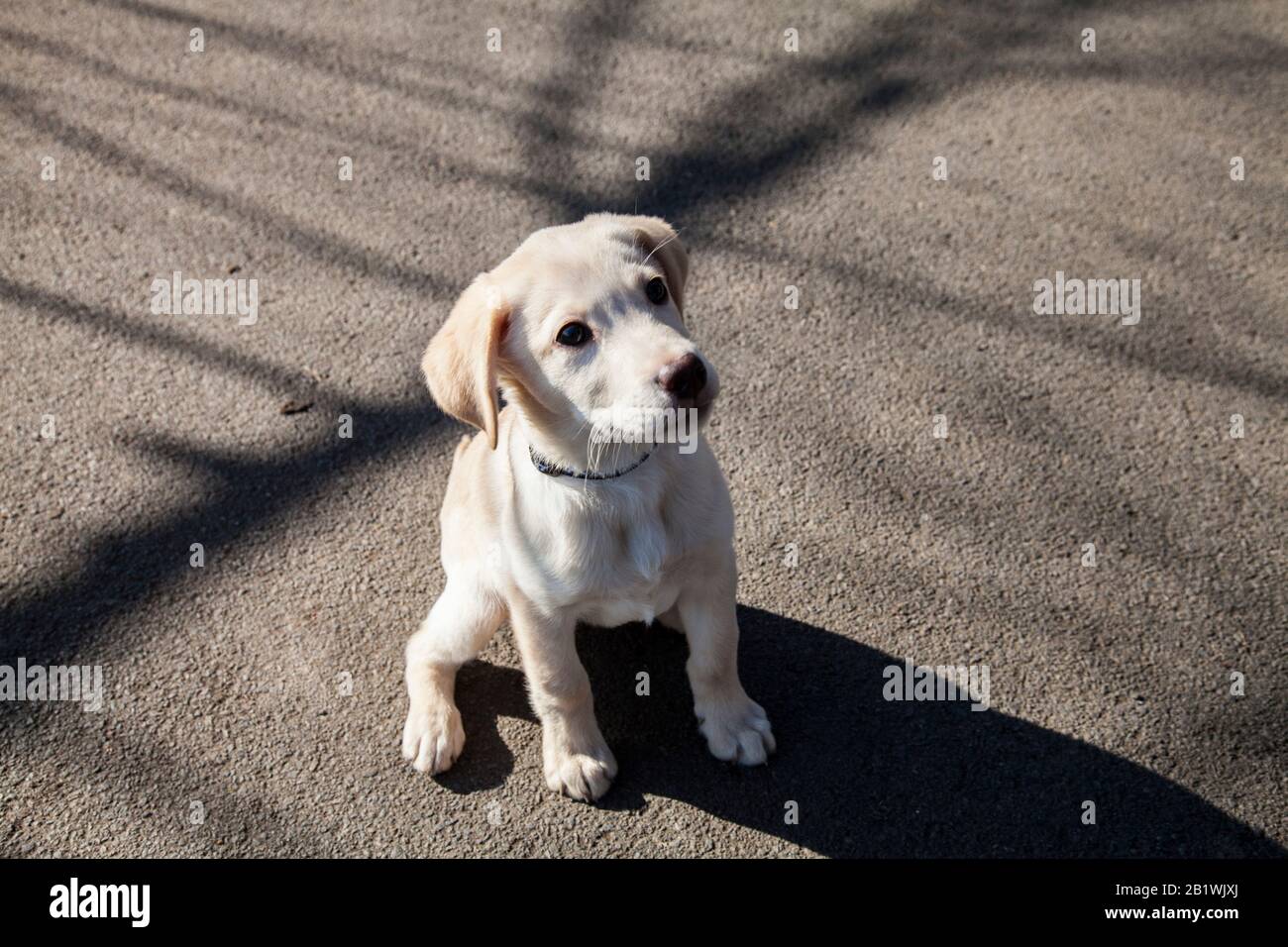 Labrador pup sat hi-res stock photography and images - Alamy