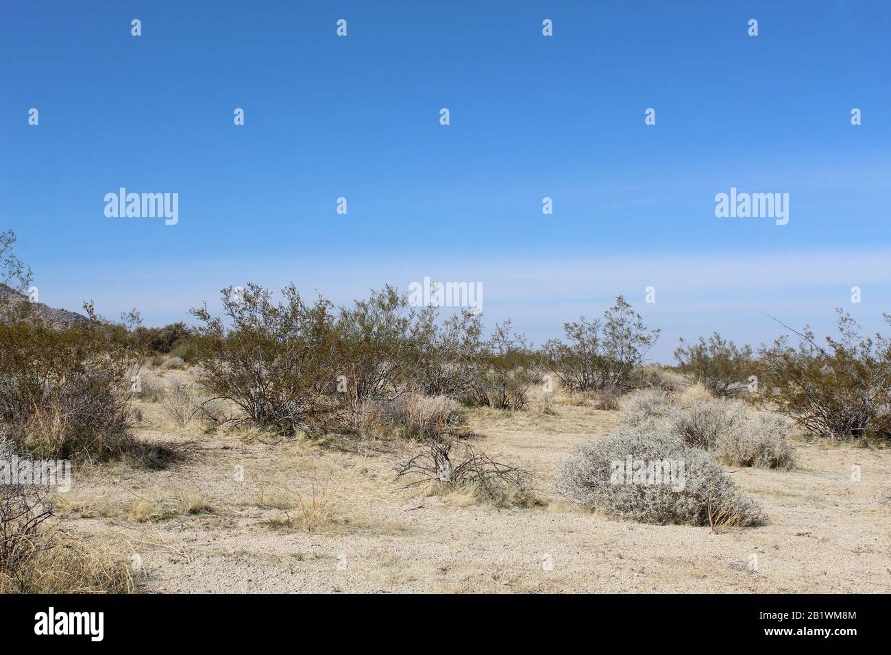 Native plants promote biodiversity through co evolved ecological ...