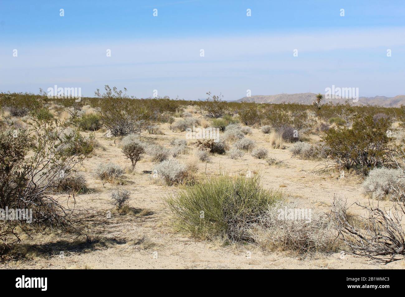 Native plants promote biodiversity through co evolved ecological ...