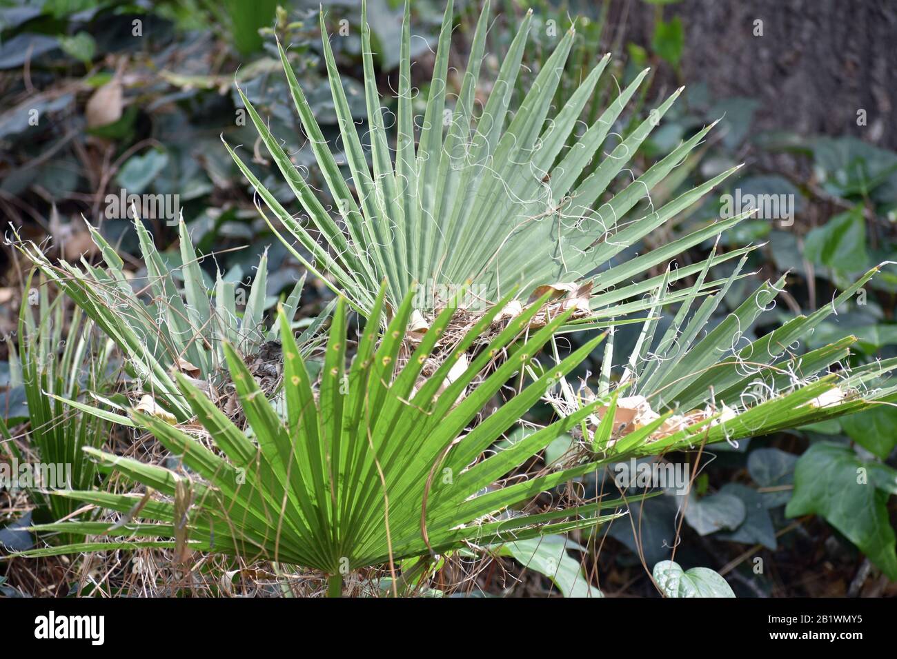 Fan Palm Forest High Resolution Stock Photography and Images - Alamy