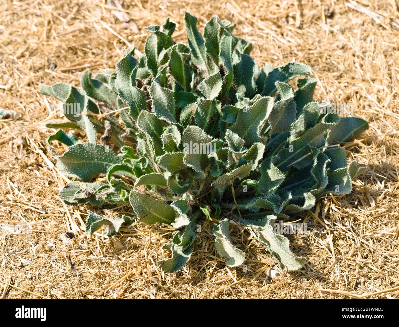 Green bush of grass hi-res stock photography and images - Alamy