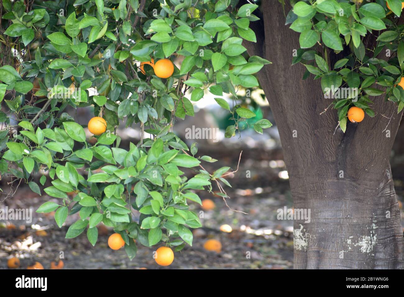 Orange Trees with Fruit Stock Photo - Alamy
