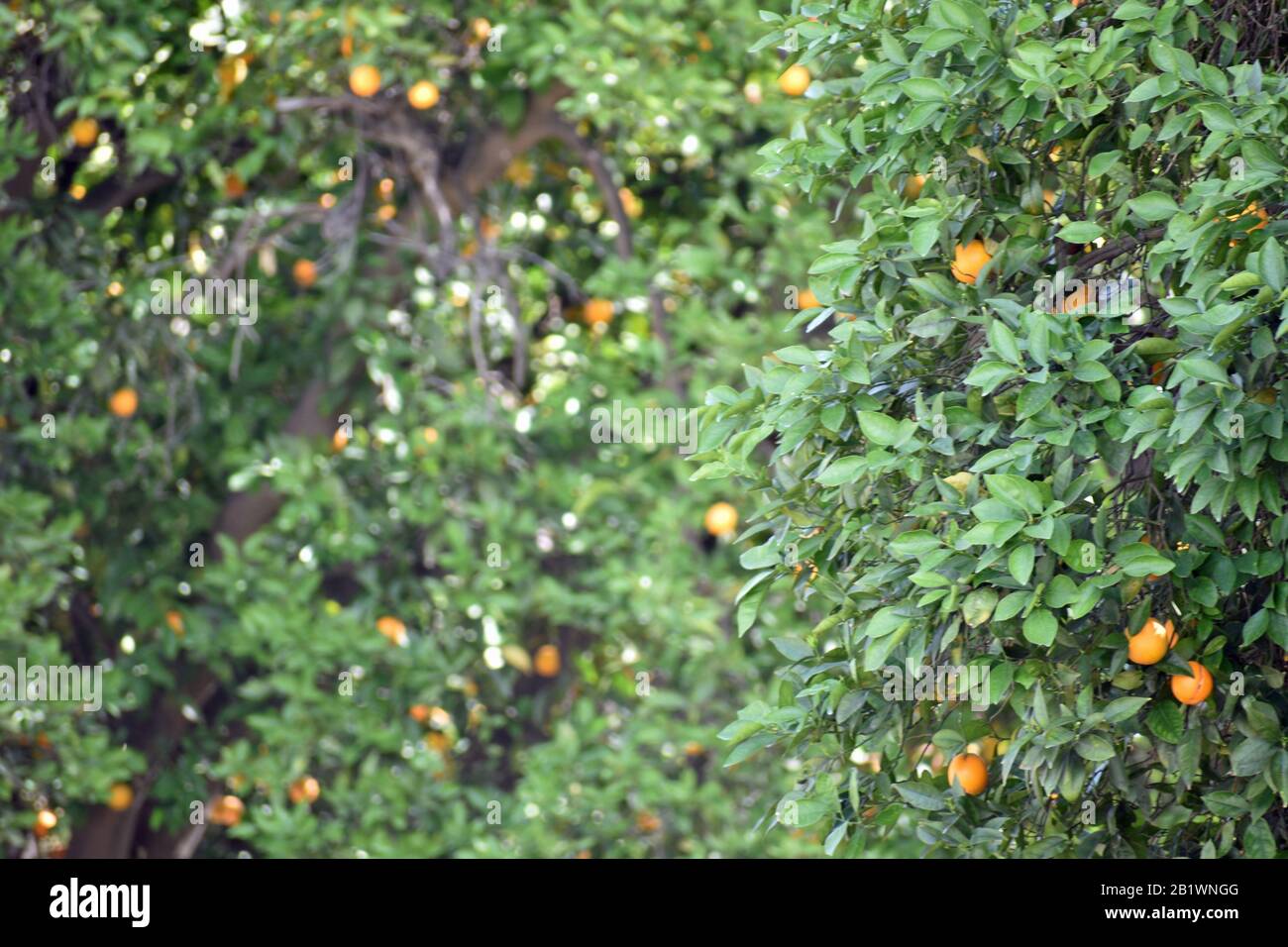 Orange Trees with Fruit Stock Photo - Alamy