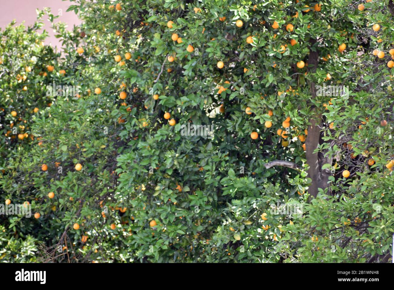 Orange Trees with Fruit Stock Photo - Alamy