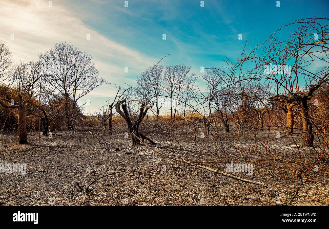 field planted with orange trees in Sicily burned by fire Stock Photo ...