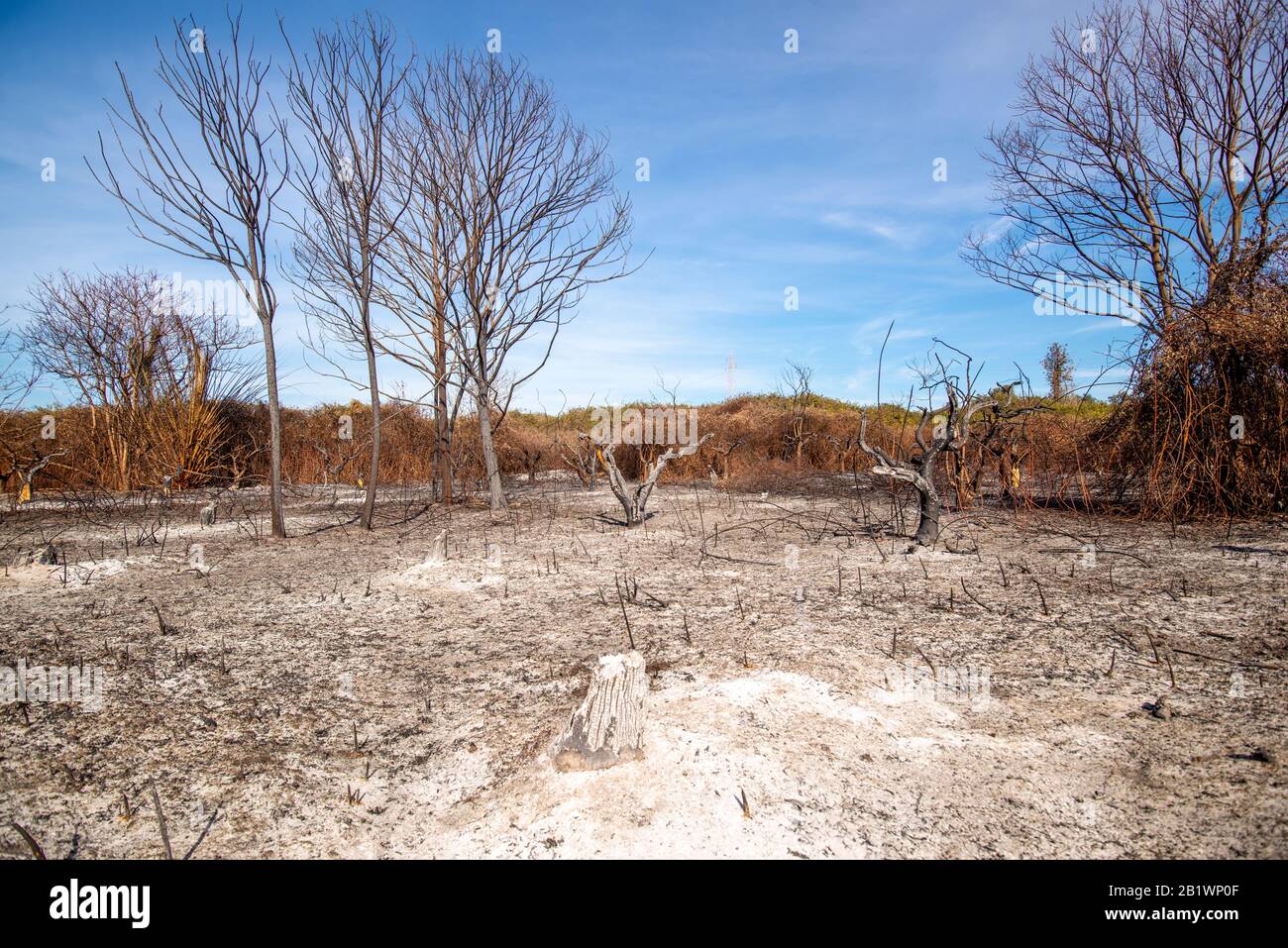 field planted with orange trees in Sicily burned by fire Stock Photo ...