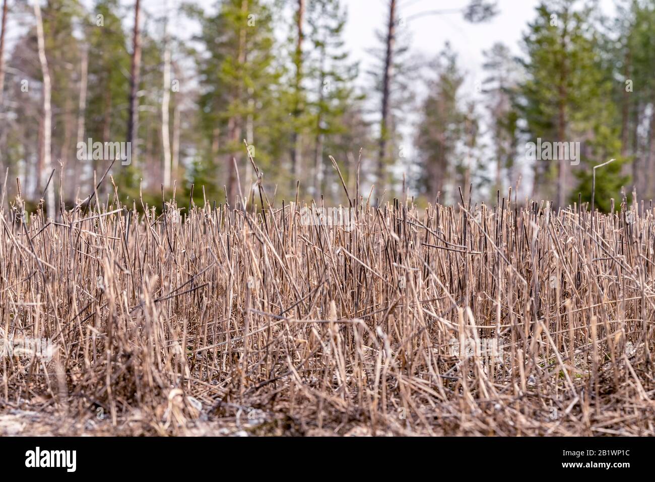 Subarctic plants hi-res stock photography and images - Alamy