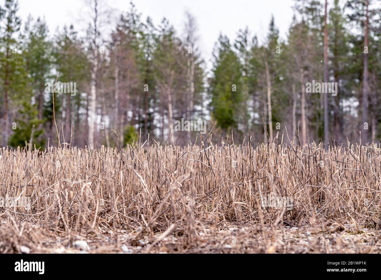 Subarctic plants hi-res stock photography and images - Alamy