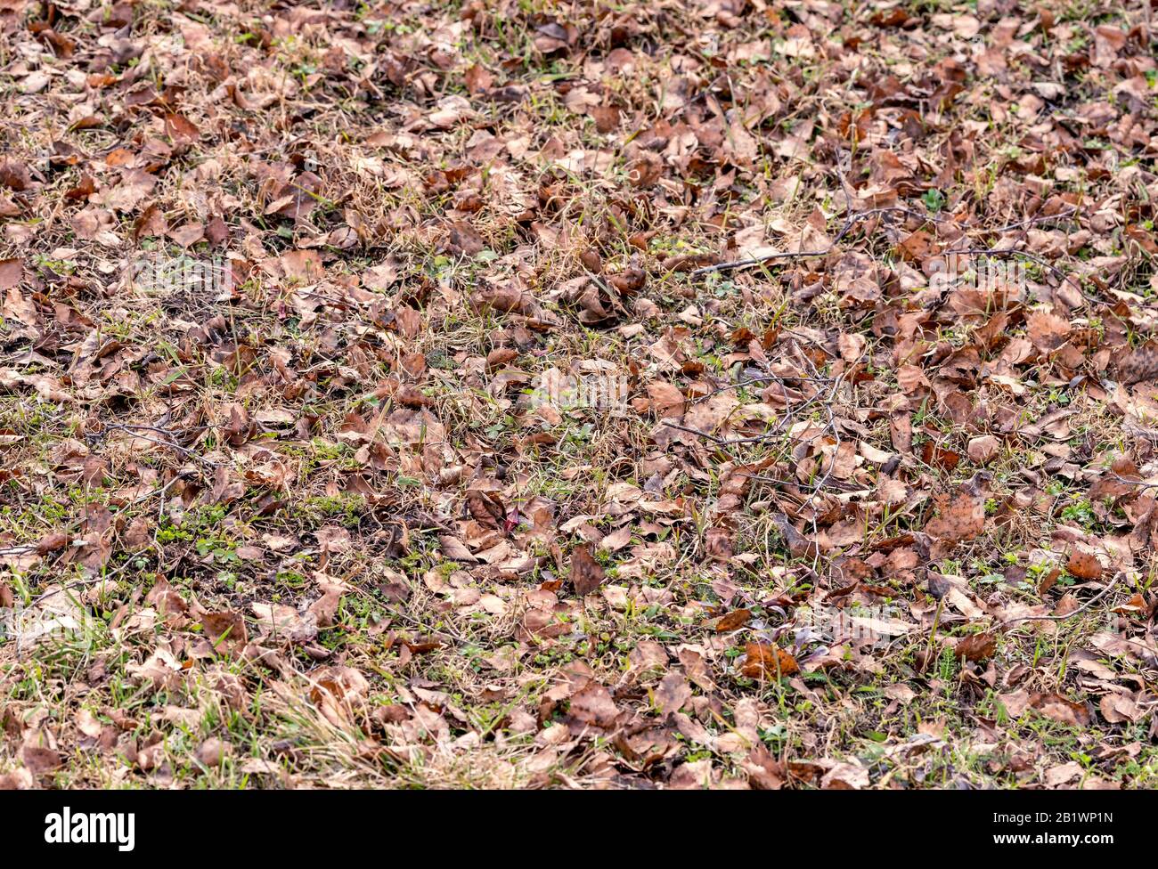Swedish grass hi-res stock photography and images - Alamy