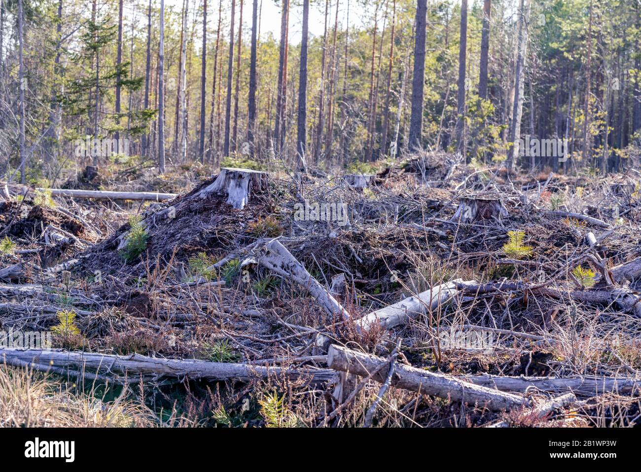 Logged trees stump clear cutting hi-res stock photography and images ...