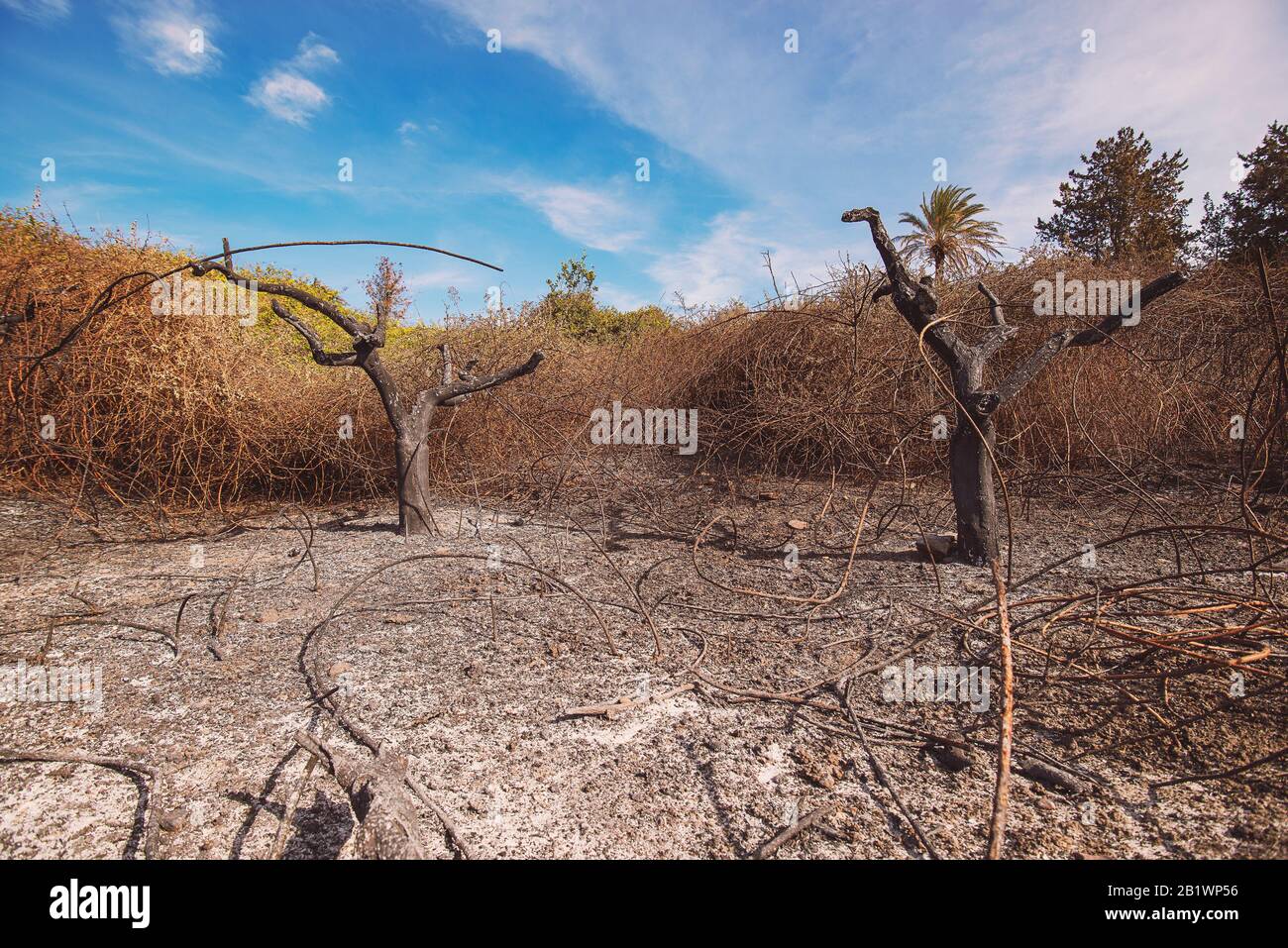 field planted with orange trees in Sicily burned by fire Stock Photo ...