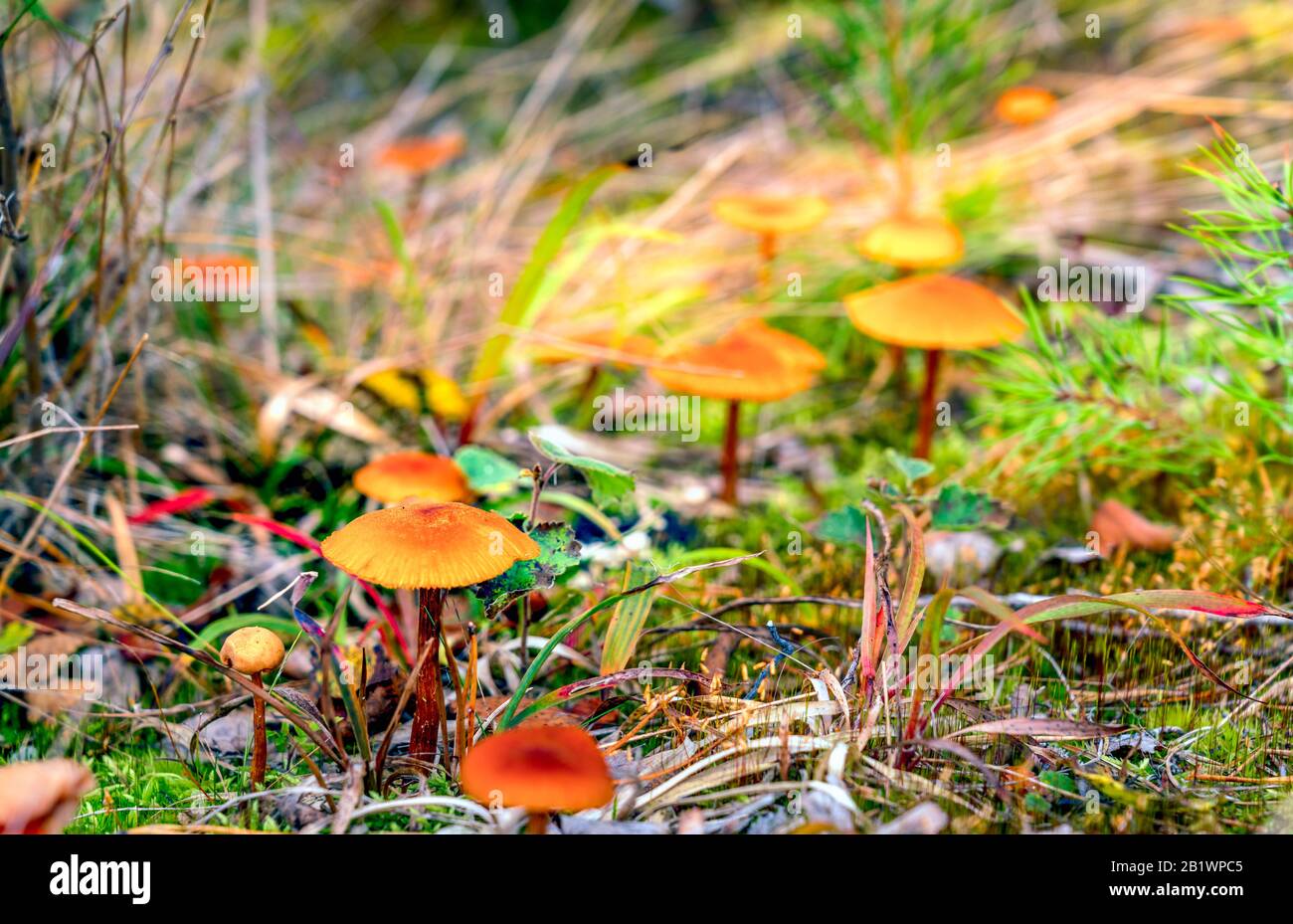 Vermillion waxcap hygrocybe miniata hi-res stock photography and images ...