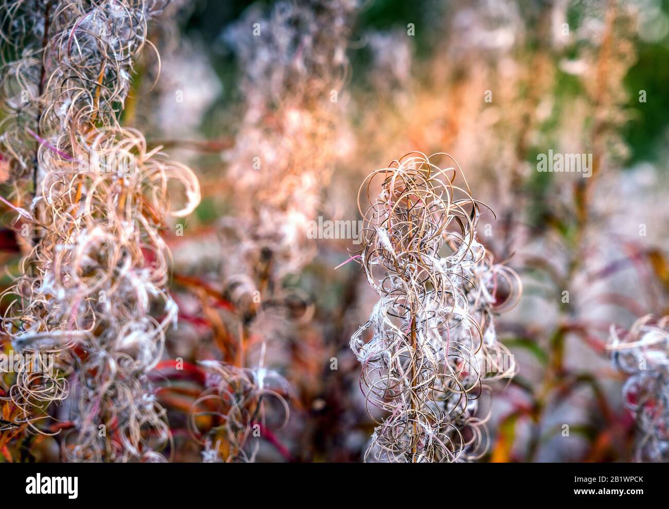 Colorful fireweed with seeds ripened, this flower also known as great ...