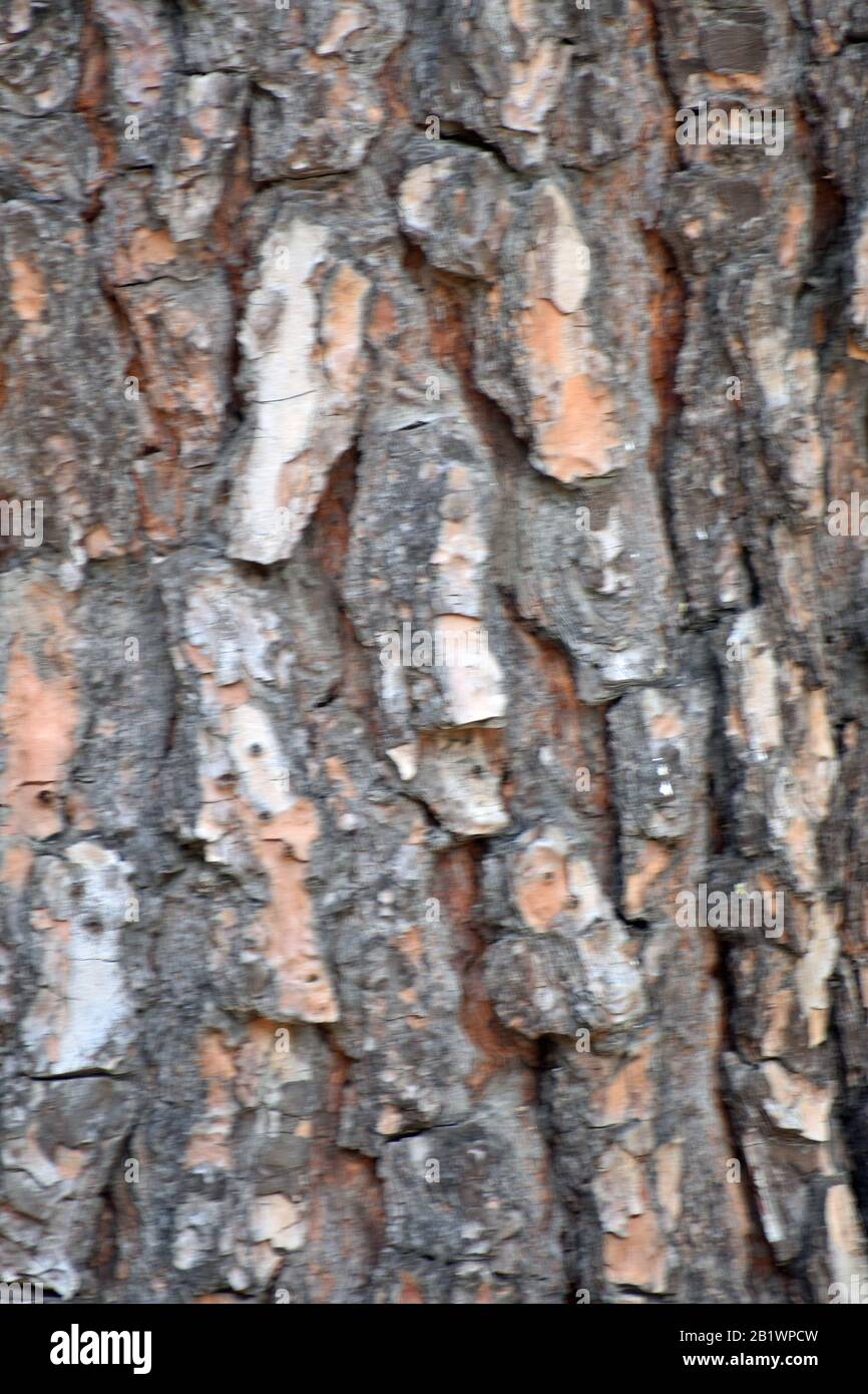 Botany detail oak bark hi-res stock photography and images - Alamy