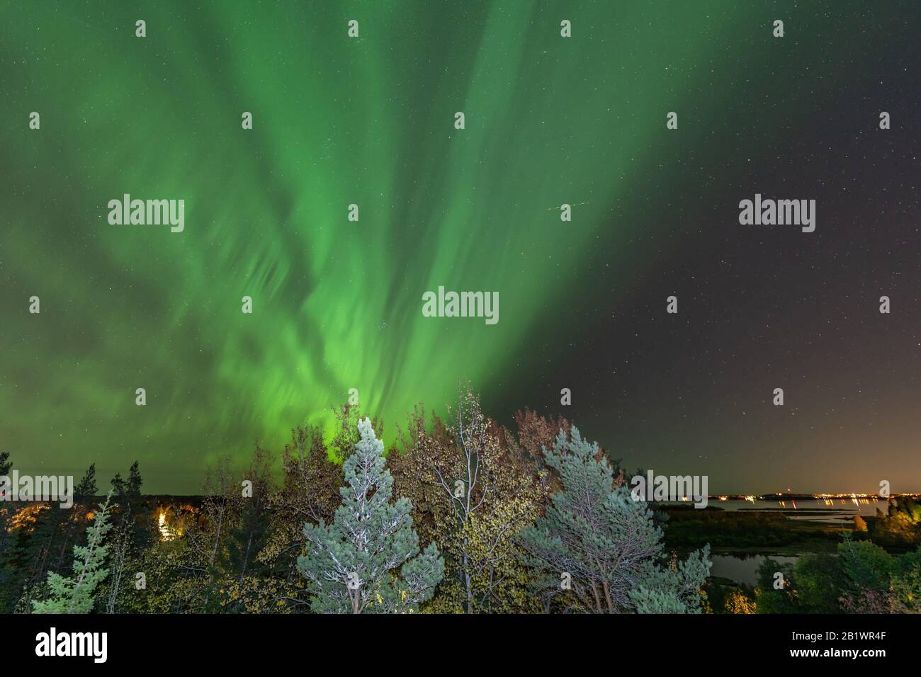 bright green aurora lights almost on the whole sky over tree tops in ...