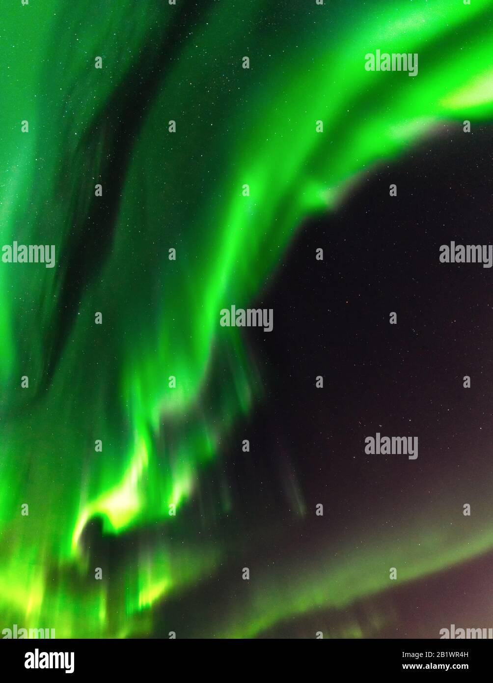 Close up high definition photo of very bright green with some magenta ...