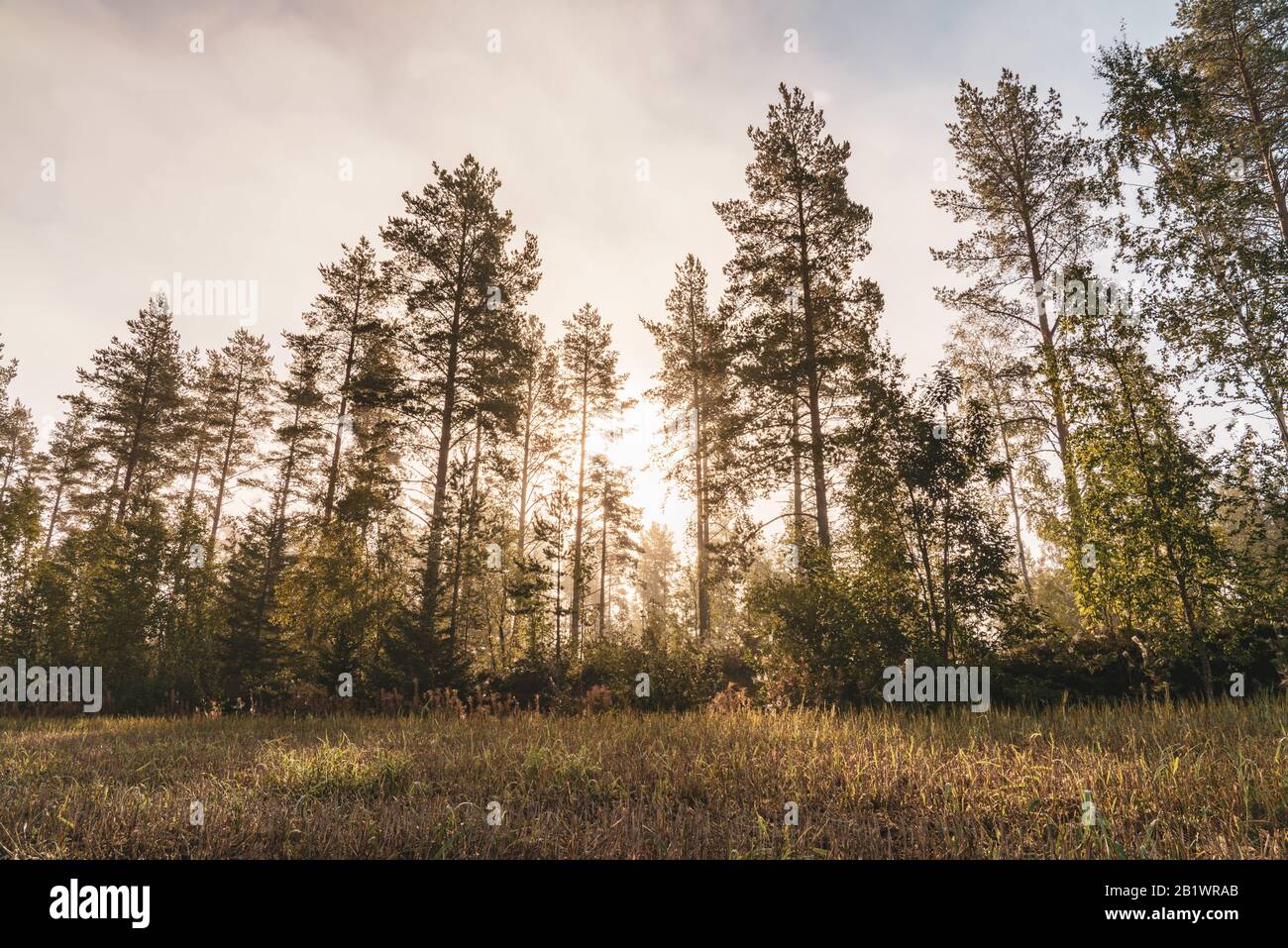 Swedish forest pine tree trees hi-res stock photography and images - Alamy