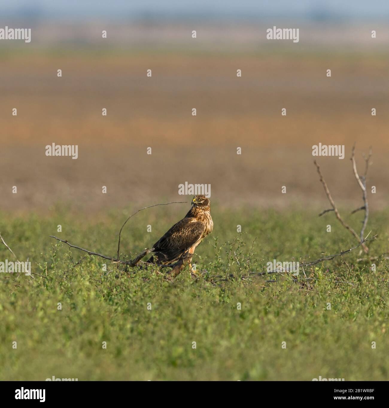Indian raptors hi-res stock photography and images - Alamy