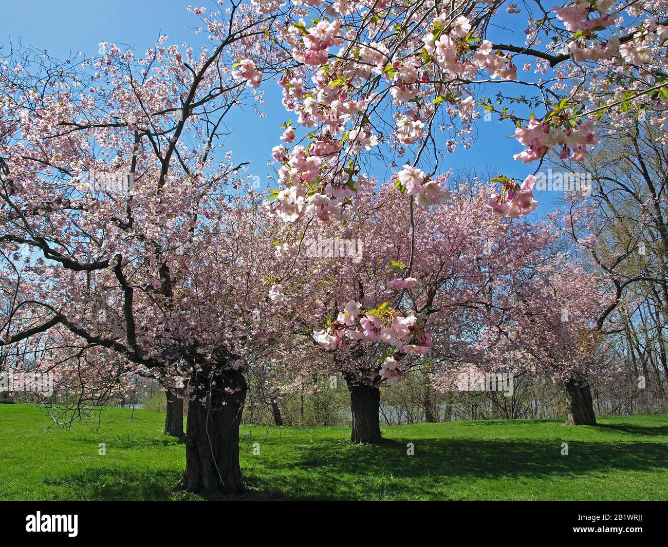 fruit and berry trees bloom in the spring Stock Photo - Alamy