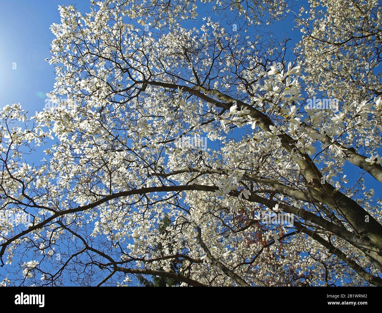 fruit and berry trees bloom in the spring Stock Photo - Alamy