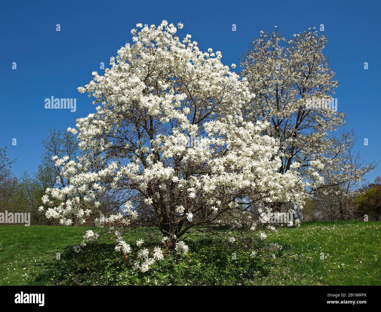 fruit and berry trees bloom in the spring Stock Photo - Alamy