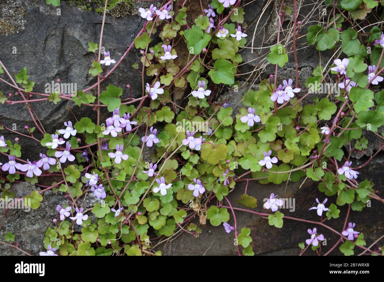 Flower on the wall hi-res stock photography and images - Alamy