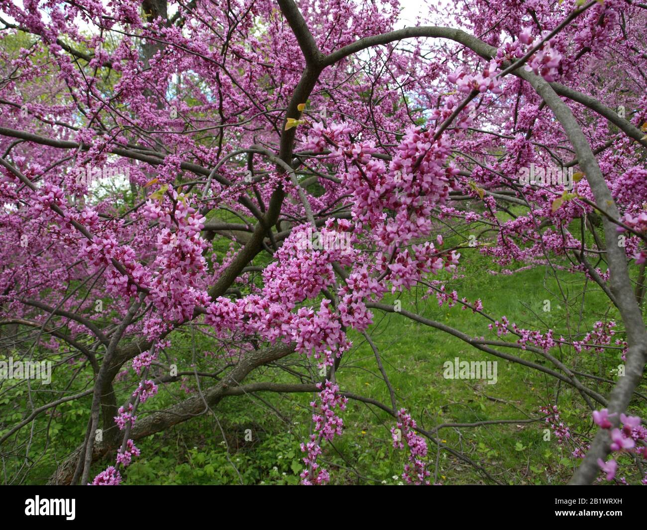 fruit and berry trees bloom in the spring Stock Photo - Alamy