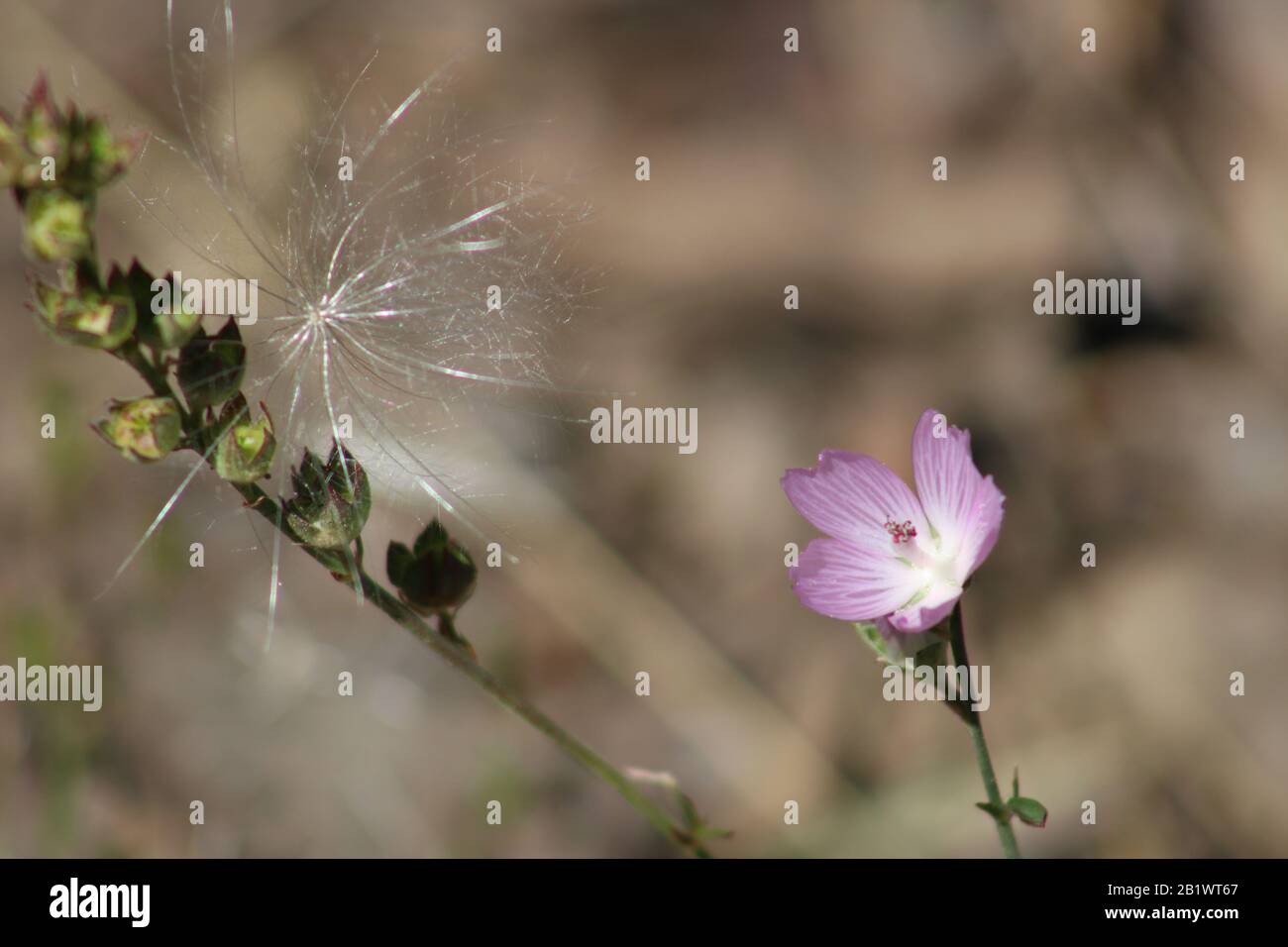 Seed caught in a web hi-res stock photography and images - Alamy