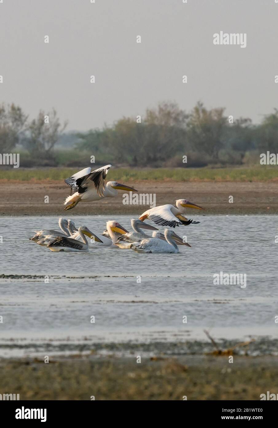 pelican,eastern white pelican,white pelican,Little Rann of Kutch,gular ...