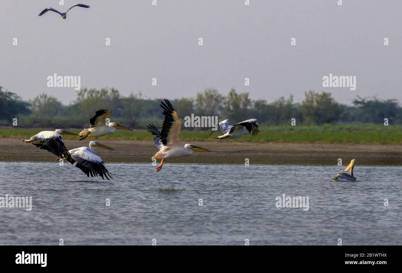 pelican,eastern white pelican,white pelican,Little Rann of Kutch,gular ...