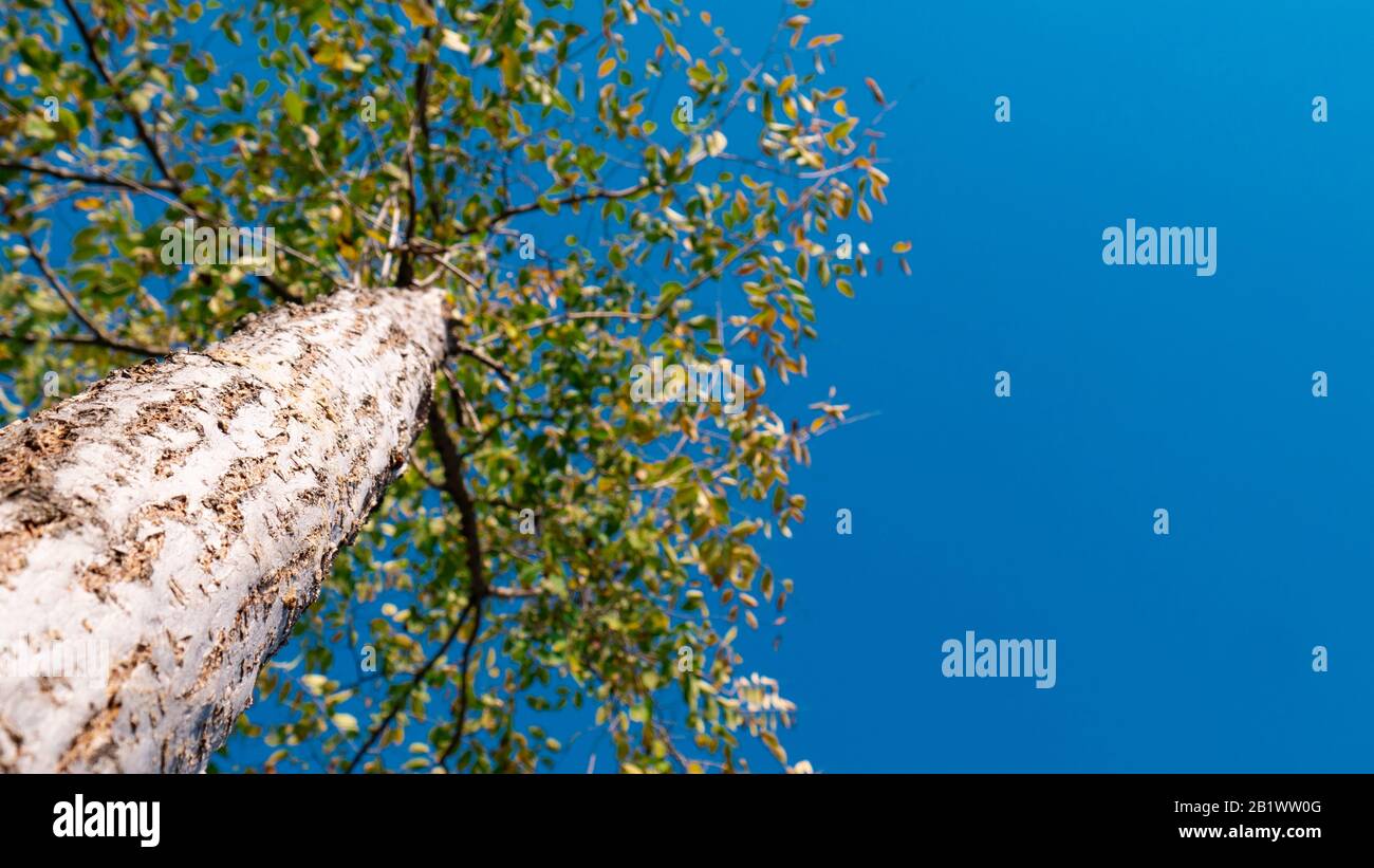 Beautiful green leaves tree waving hi-res stock photography and images ...