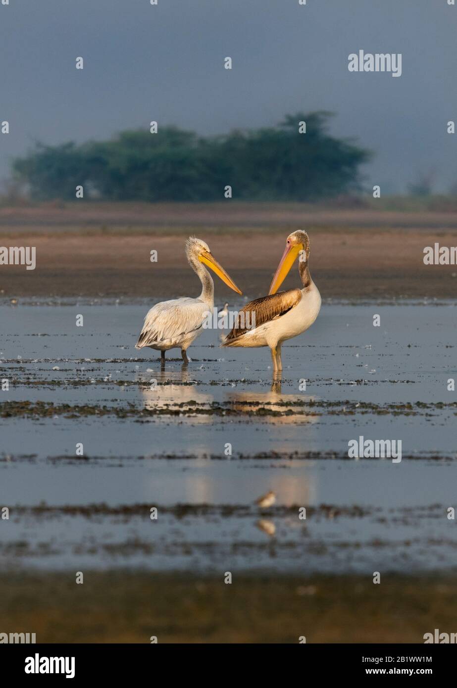 Great white pelicans live in sociable colonies. They also go fishing ...