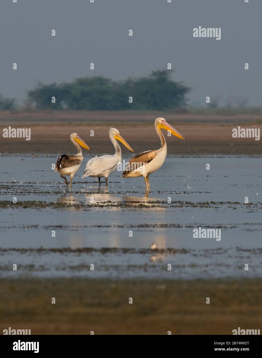 Great white pelicans live in sociable colonies. They also go fishing ...