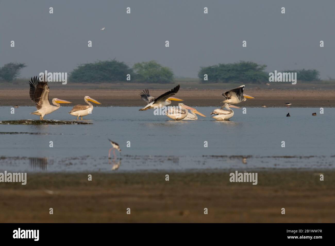 Great white pelicans live in sociable colonies. They also go fishing ...
