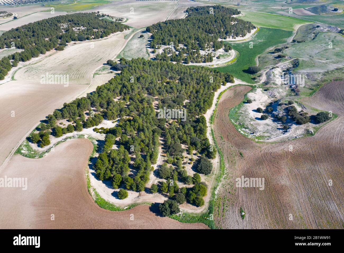 Drone view landscape of cereal fields and pine forest, Community of ...