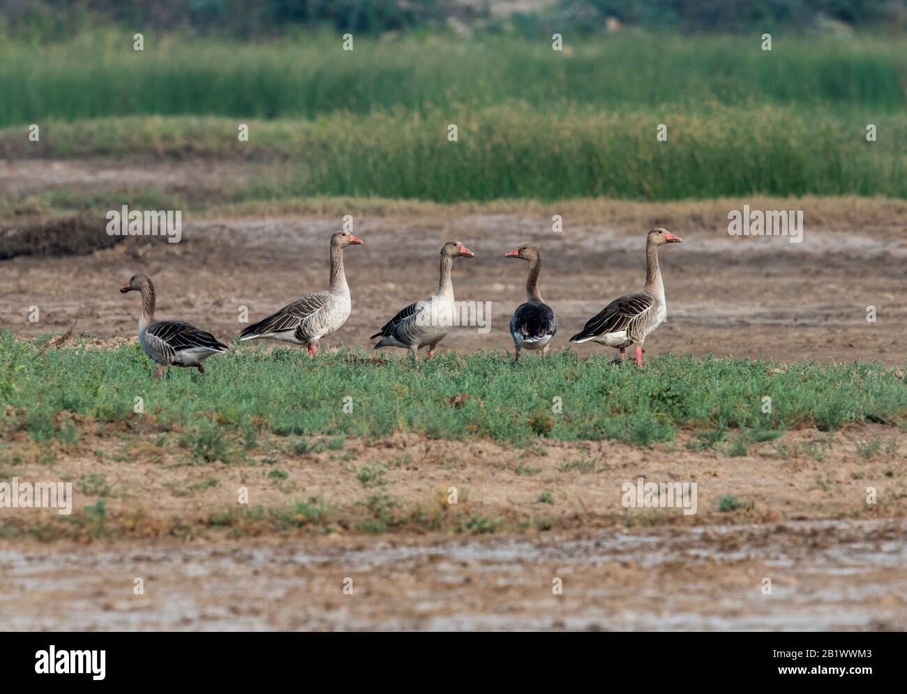 Flying pink feet geese hi-res stock photography and images - Alamy