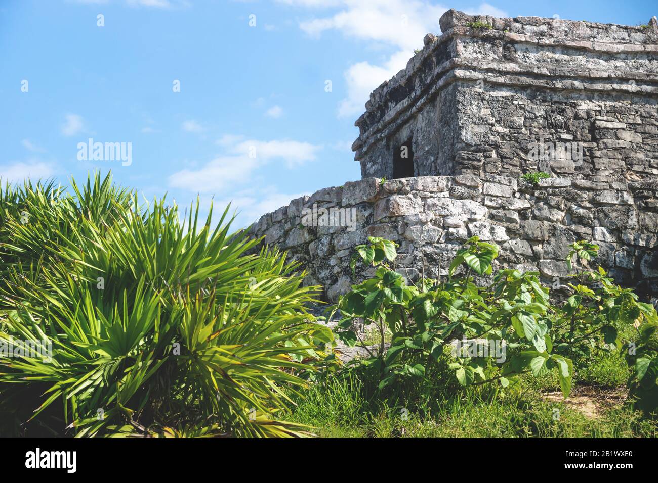 Detail of Maya ruins behind tropical plants with blue sky, Tulum ...