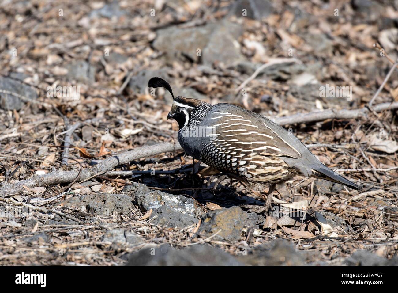 A california quail serches the ground for food near Coulee City ...