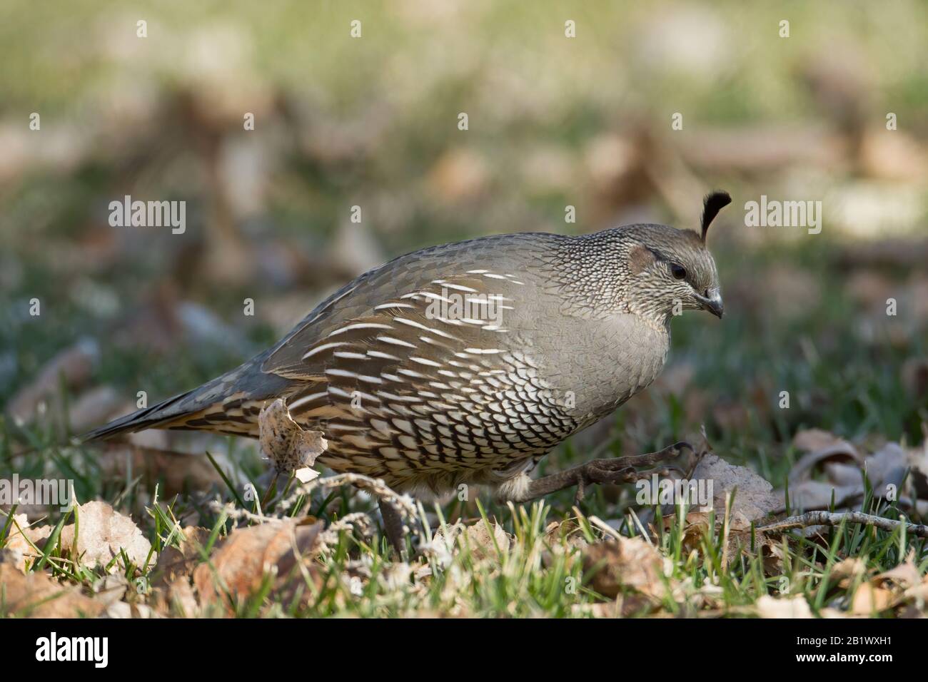 Quail wildlife hi-res stock photography and images - Alamy