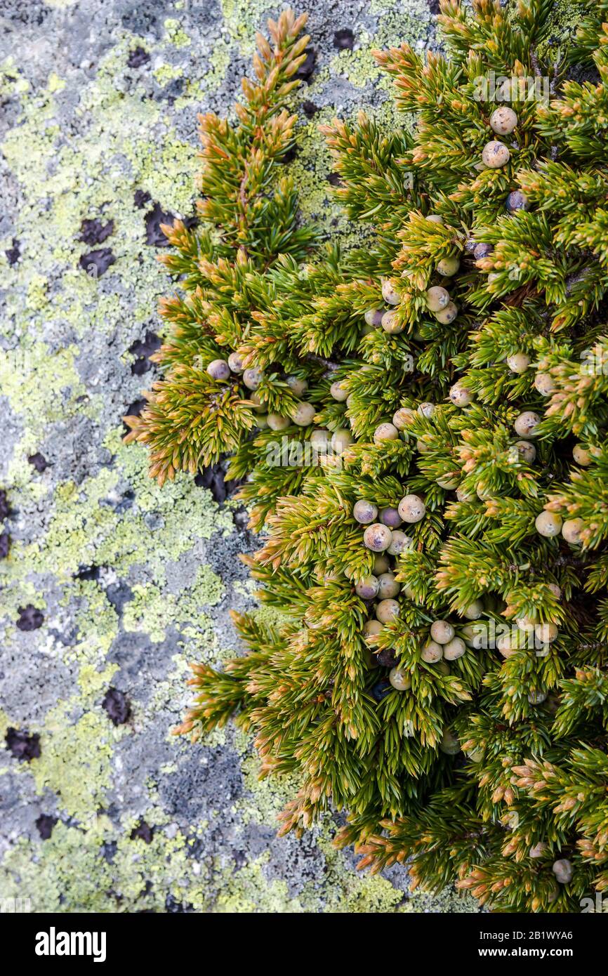 Juniper (Juniperus communis subsp. alpina) with berries in Serra da ...
