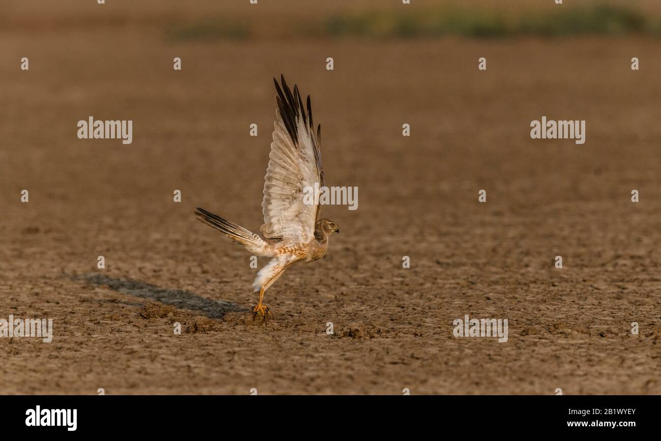 Indian raptors hi-res stock photography and images - Alamy