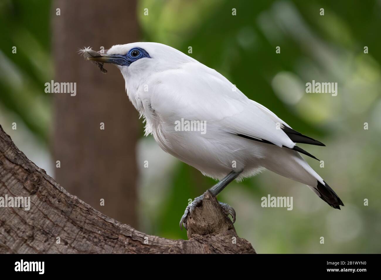 The bali mynah, stocky myna (Leucopsar rothschildi) perched on a tree ...