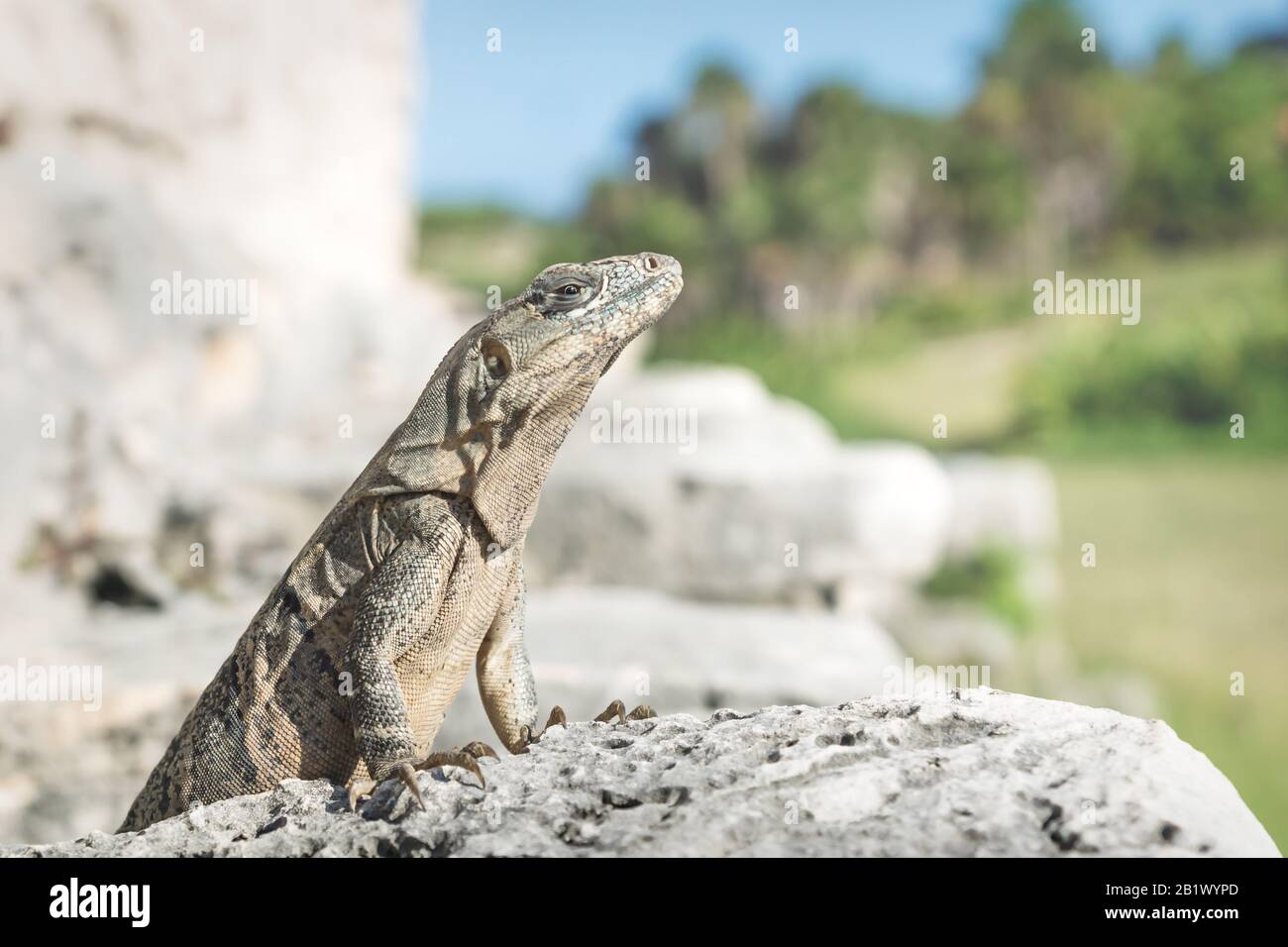 Iguana mayan ruins tulum mexico hi-res stock photography and images - Alamy