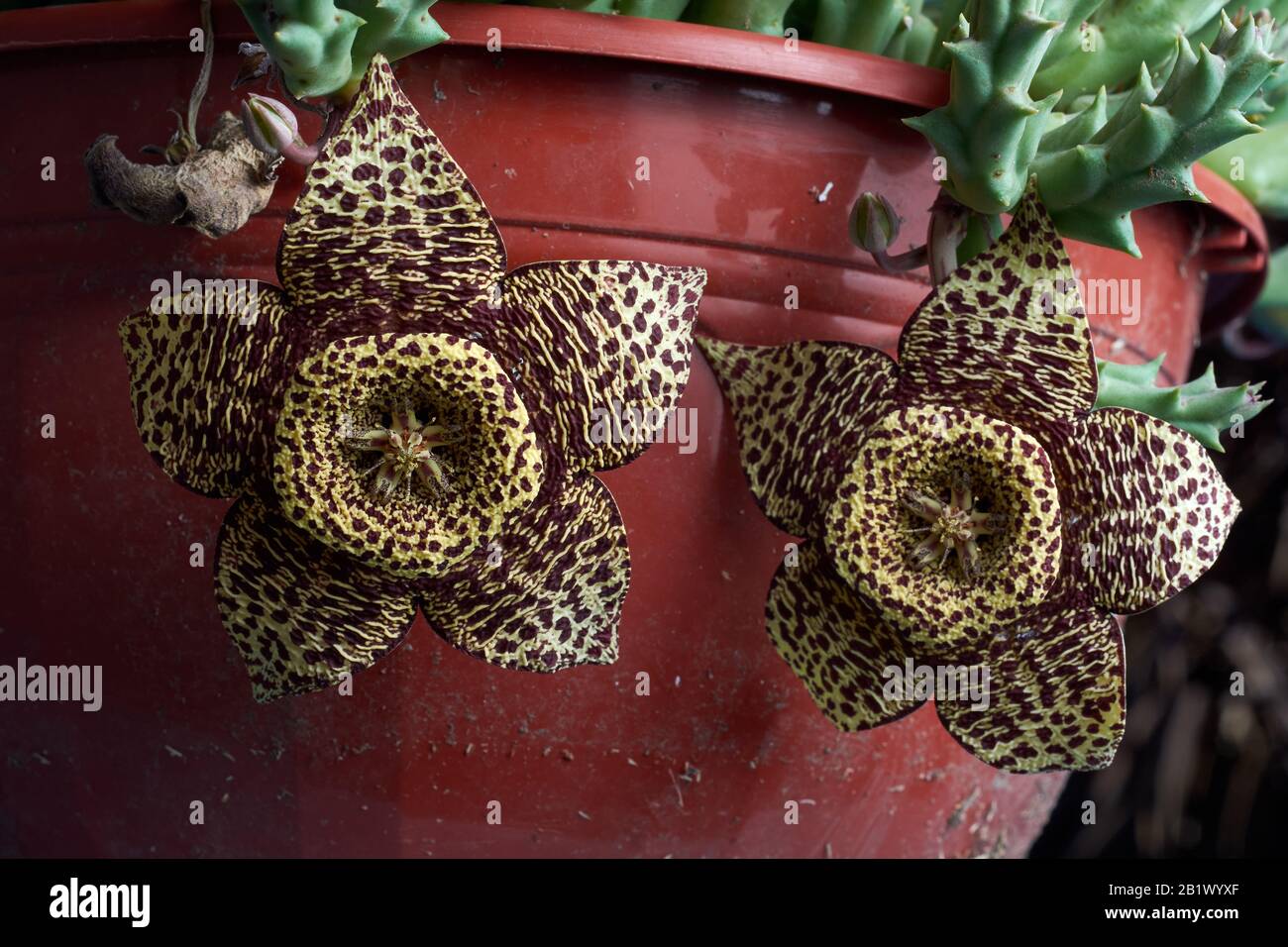 Orbea variegata hi-res stock photography and images - Alamy