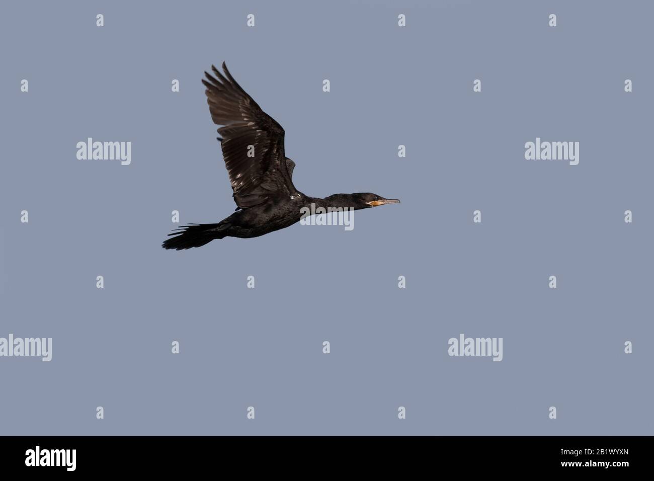 The neotropic cormorant in flight on a blue sky background Stock Photo ...