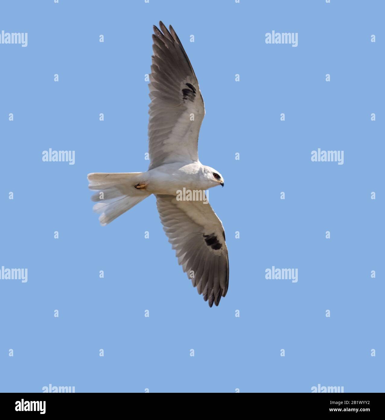 White-tailed Kite (Elanus leucurus) howering in the blue sky Stock ...